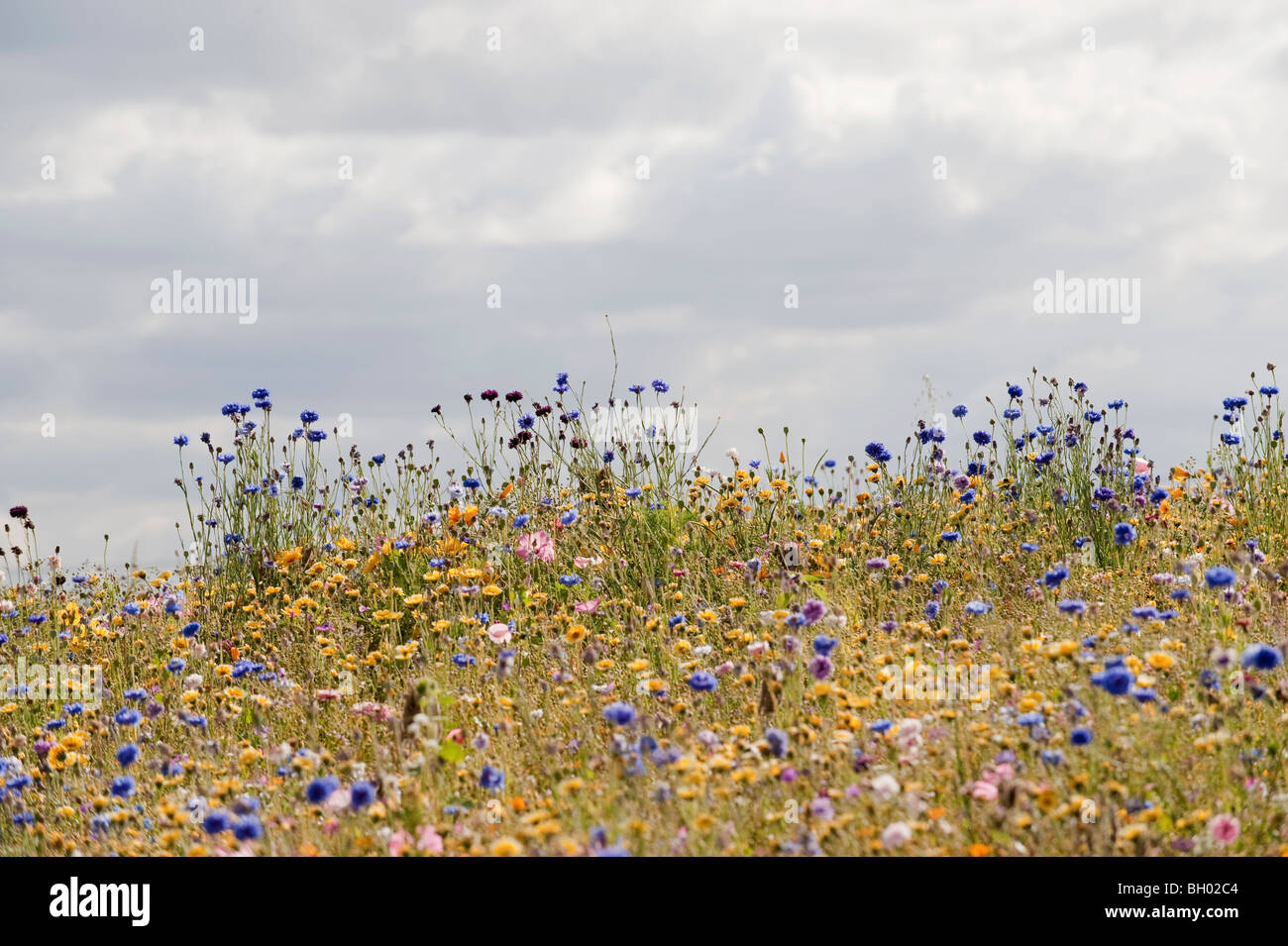 British wildflower and butterfly hi-res stock photography and images ...