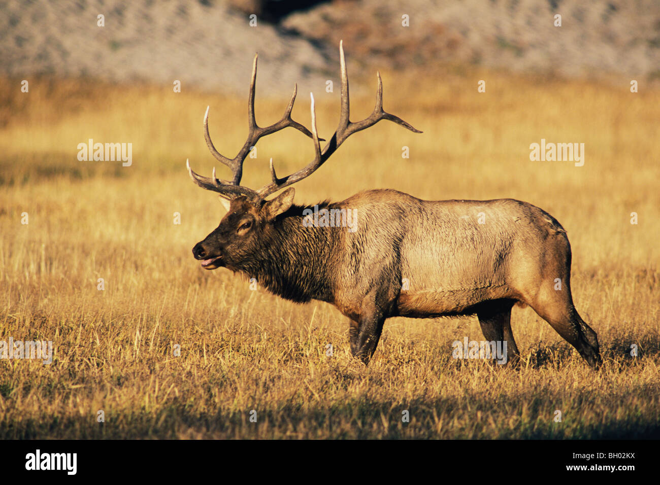 Bull Elk (Cervus canadensis) looking for mate in Yellowstone National ...