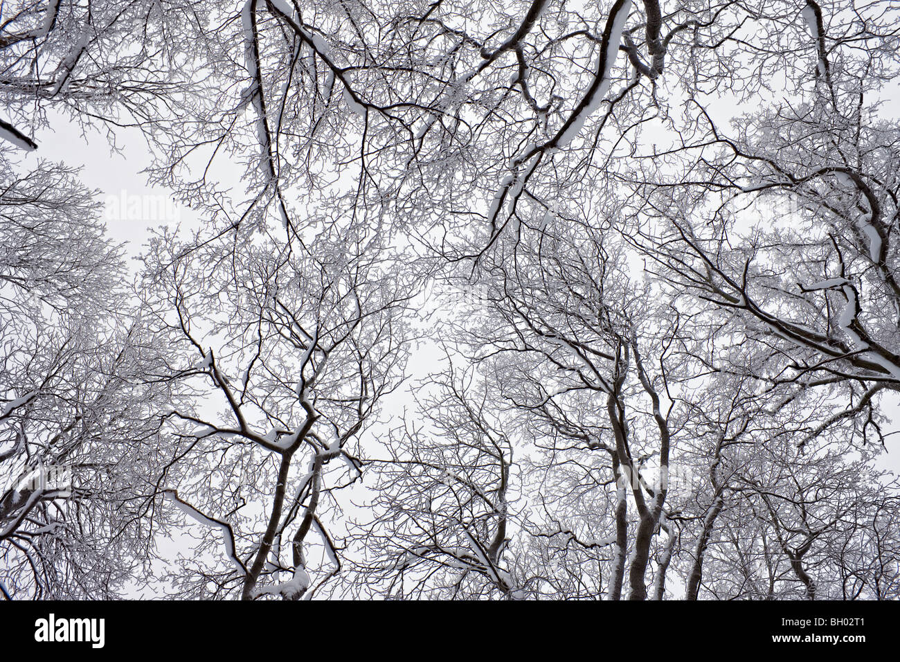 Branches of trees covered with snow. Upwards perspective Stock Photo ...