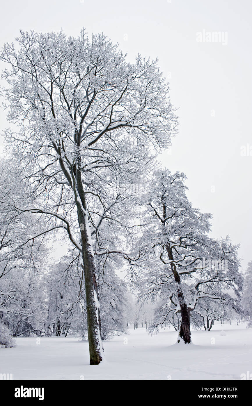 Trees in park after heavy snowing. Trees covered with lots of snow ...