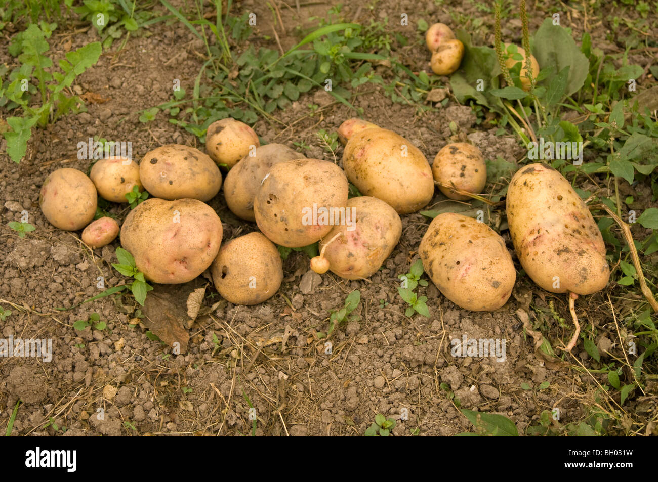 Slug damage hi-res stock photography and images - Alamy