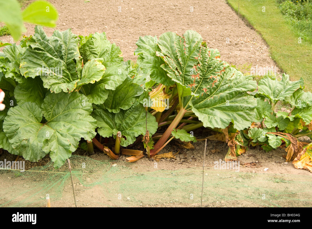 Rhubarb (Rheum rhabarbarum) growing on an allotment plot Stock Photo ...