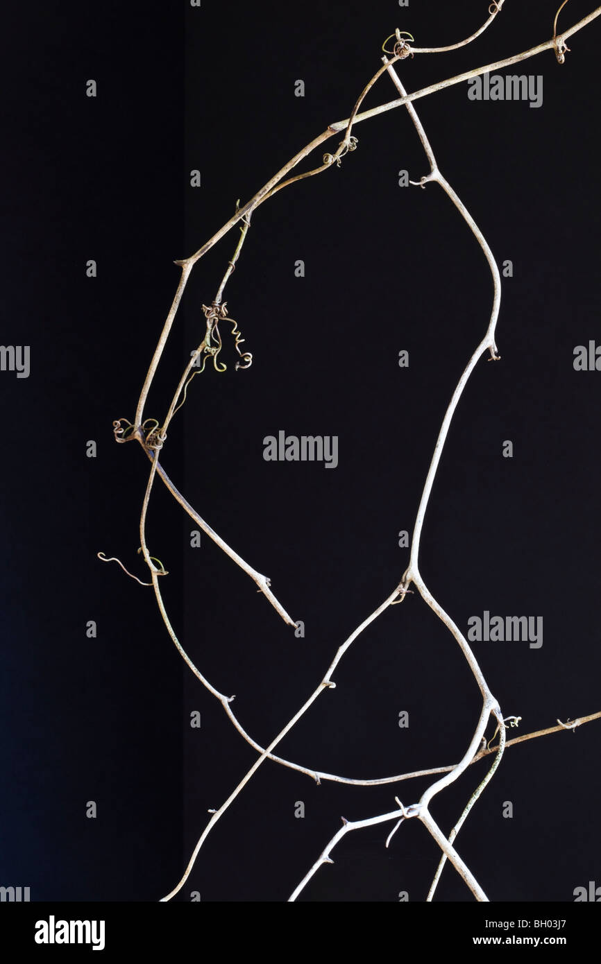 Abstract vines hi-res stock photography and images - Alamy