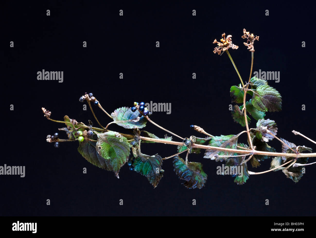 Lantana plant, lantana camara, in Fall with Berries, Florida Stock ...