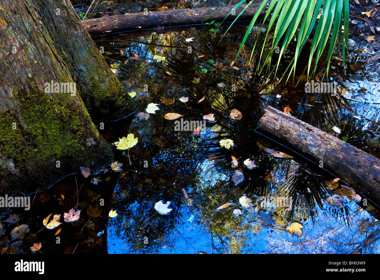 Starkey wilderness park hi-res stock photography and images - Alamy