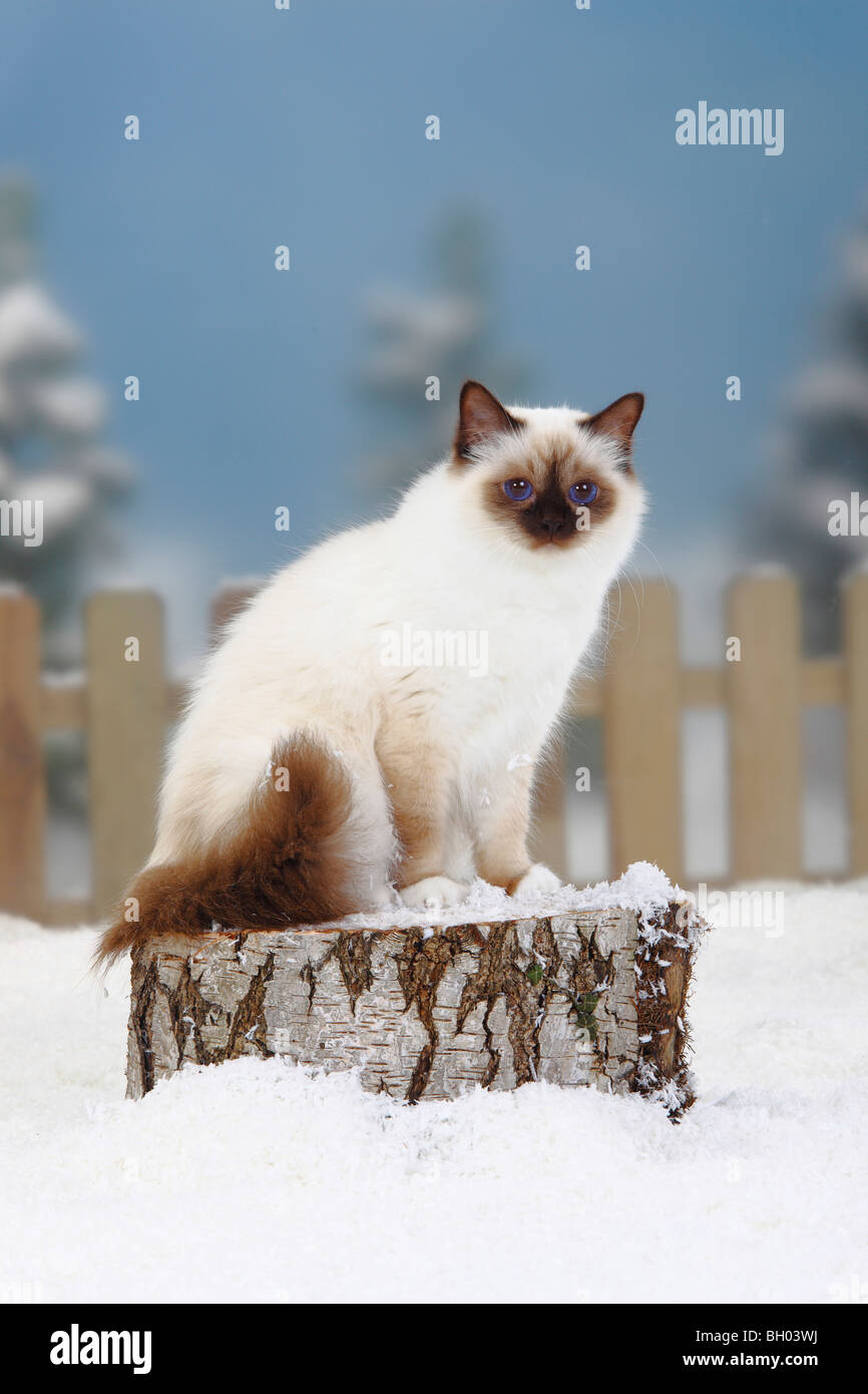 Sacred Cat of Birma, chocolate-point / Birman Stock Photo - Alamy