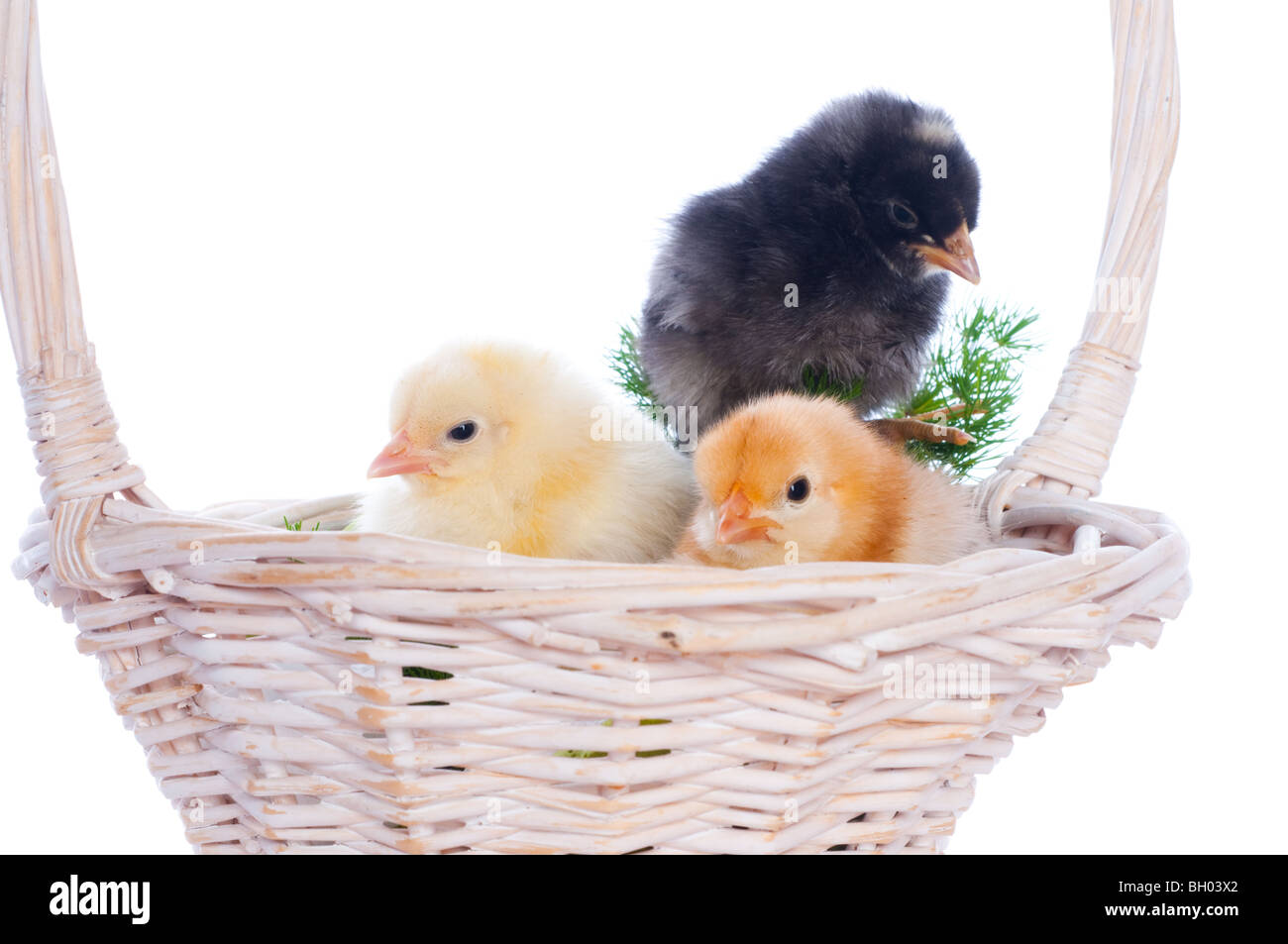 cute baby chicks, over white background Stock Photo - Alamy