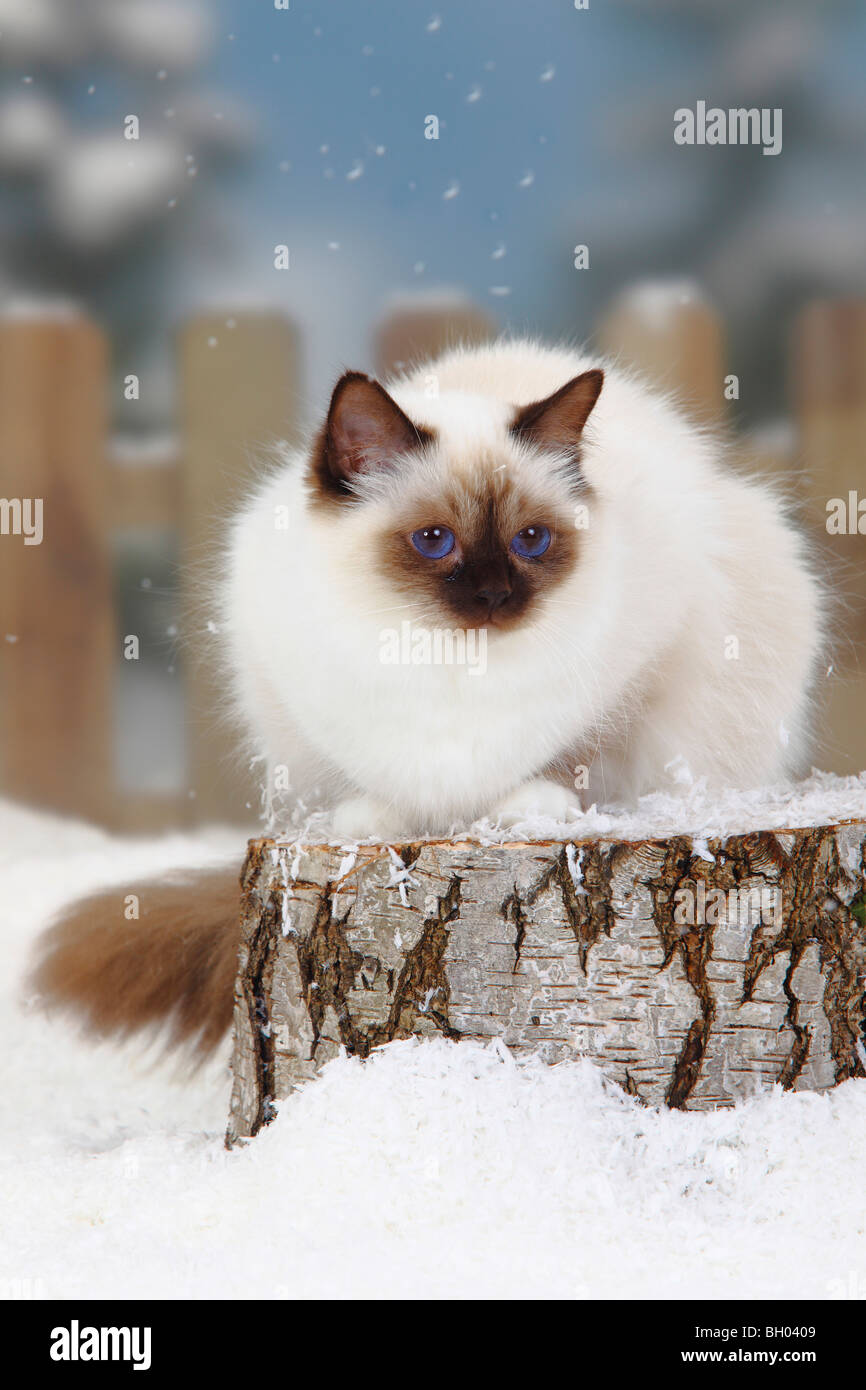 Sacred Cat of Birma, chocolate-point / Birman Stock Photo - Alamy