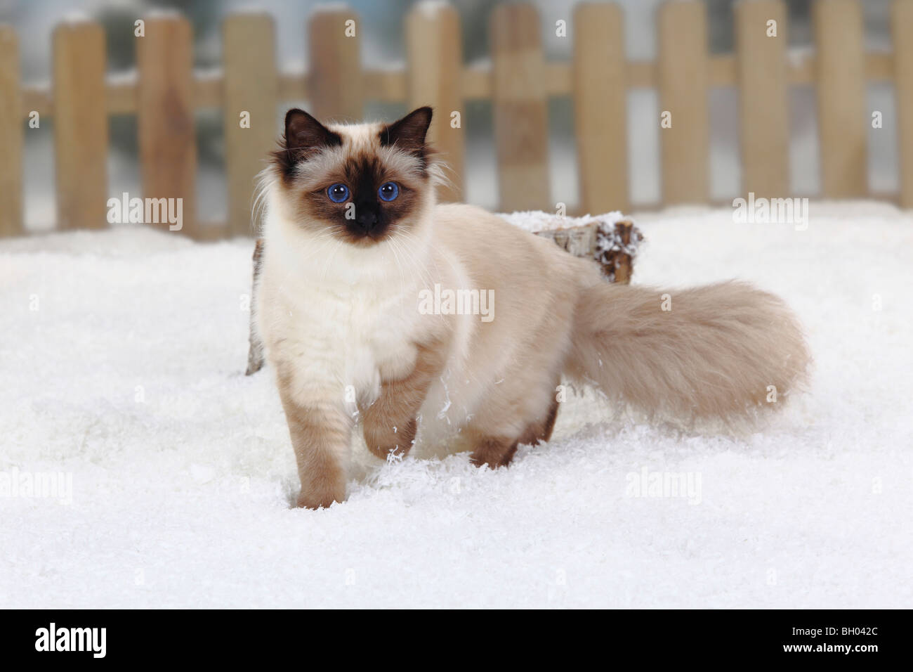 Sacred Cat of Birma, seal-point / Birman Stock Photo - Alamy