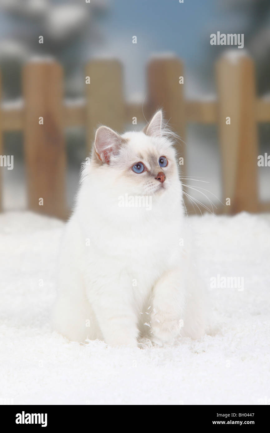 Lilac point birman cat hi-res stock photography and images - Alamy