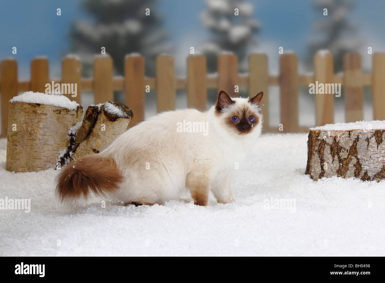 Sacred Cat of Birma, chocolate-point / Birman, side Stock Photo - Alamy