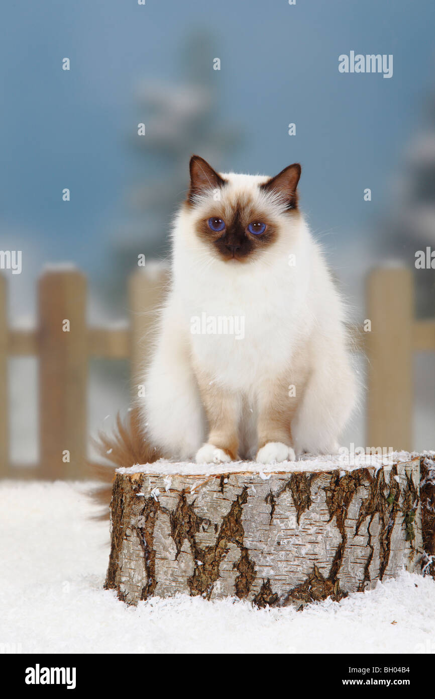 Chocolate birman hi-res stock photography and images - Alamy