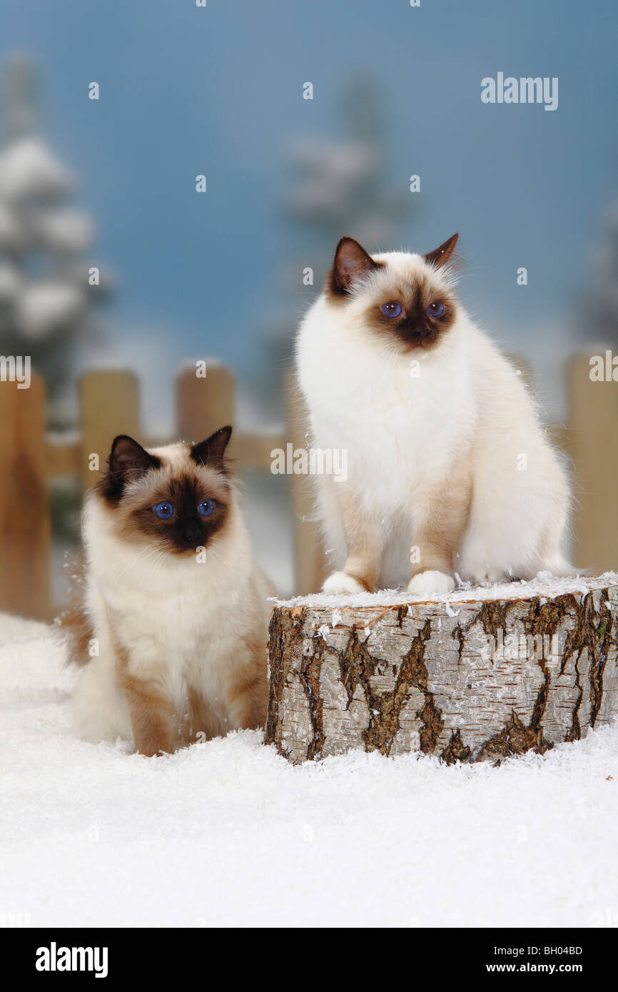 Sacred Cat of Birma, chocolate-point and seal-point / Birman Stock ...