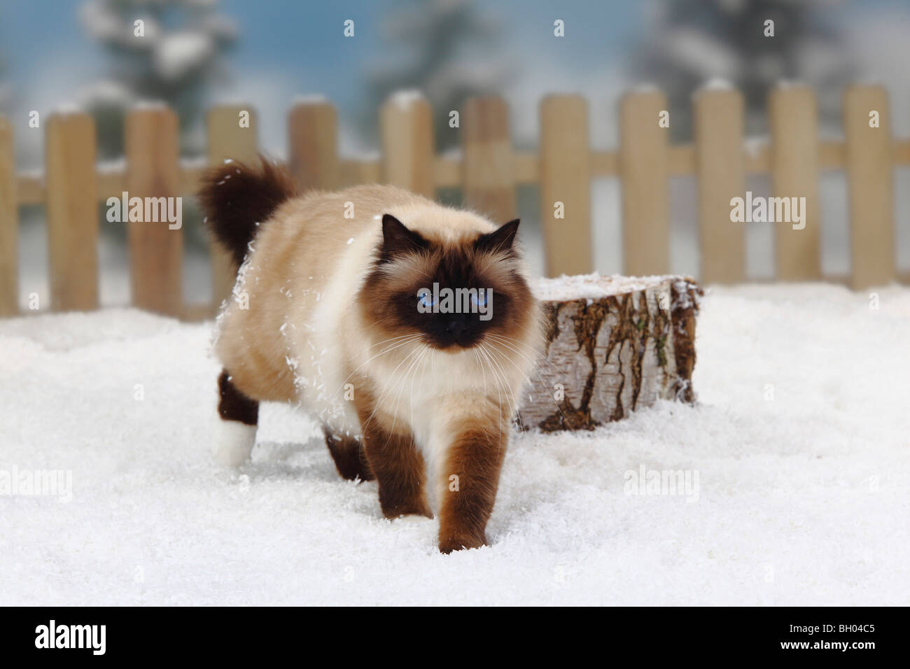 Sacred Cat of Birma, tomcat, seal-point / Birman Stock Photo - Alamy