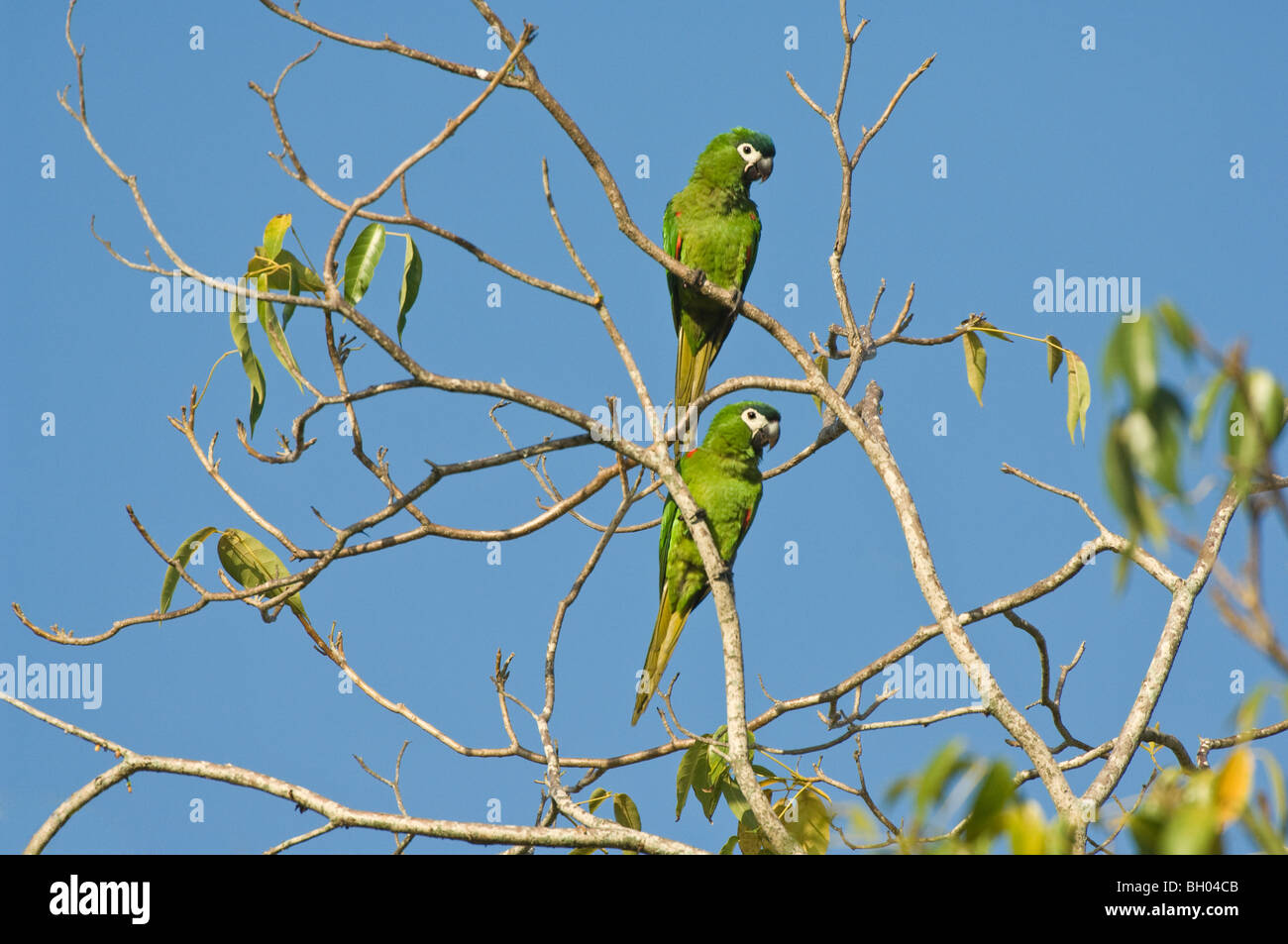 Red shouldered parrot hi-res stock photography and images - Alamy