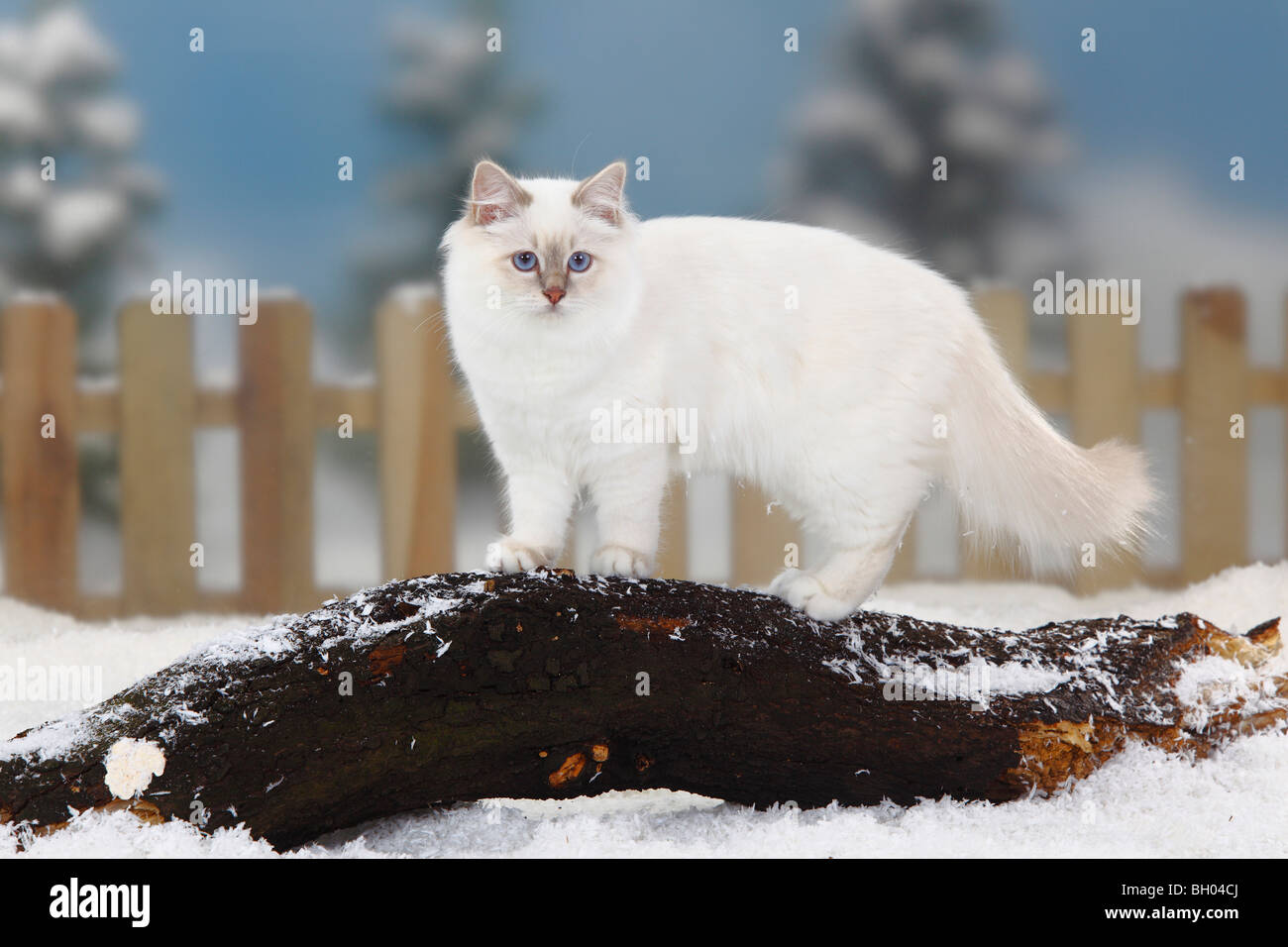 Sacred Cat of Birma, lilac-tabby-point / Birman, side Stock Photo - Alamy