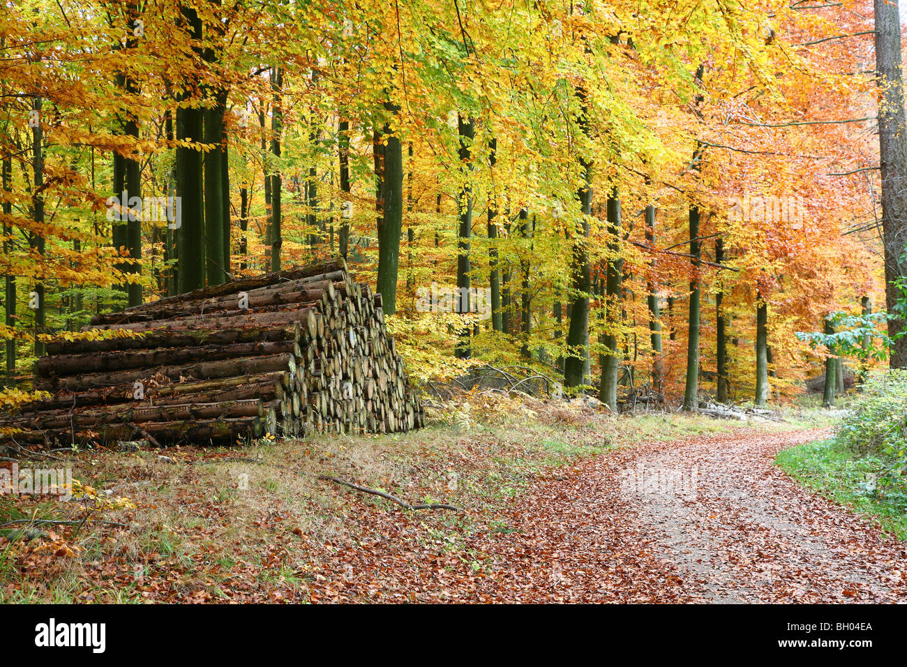 Autumn in Denmark forests Stock Photo - Alamy