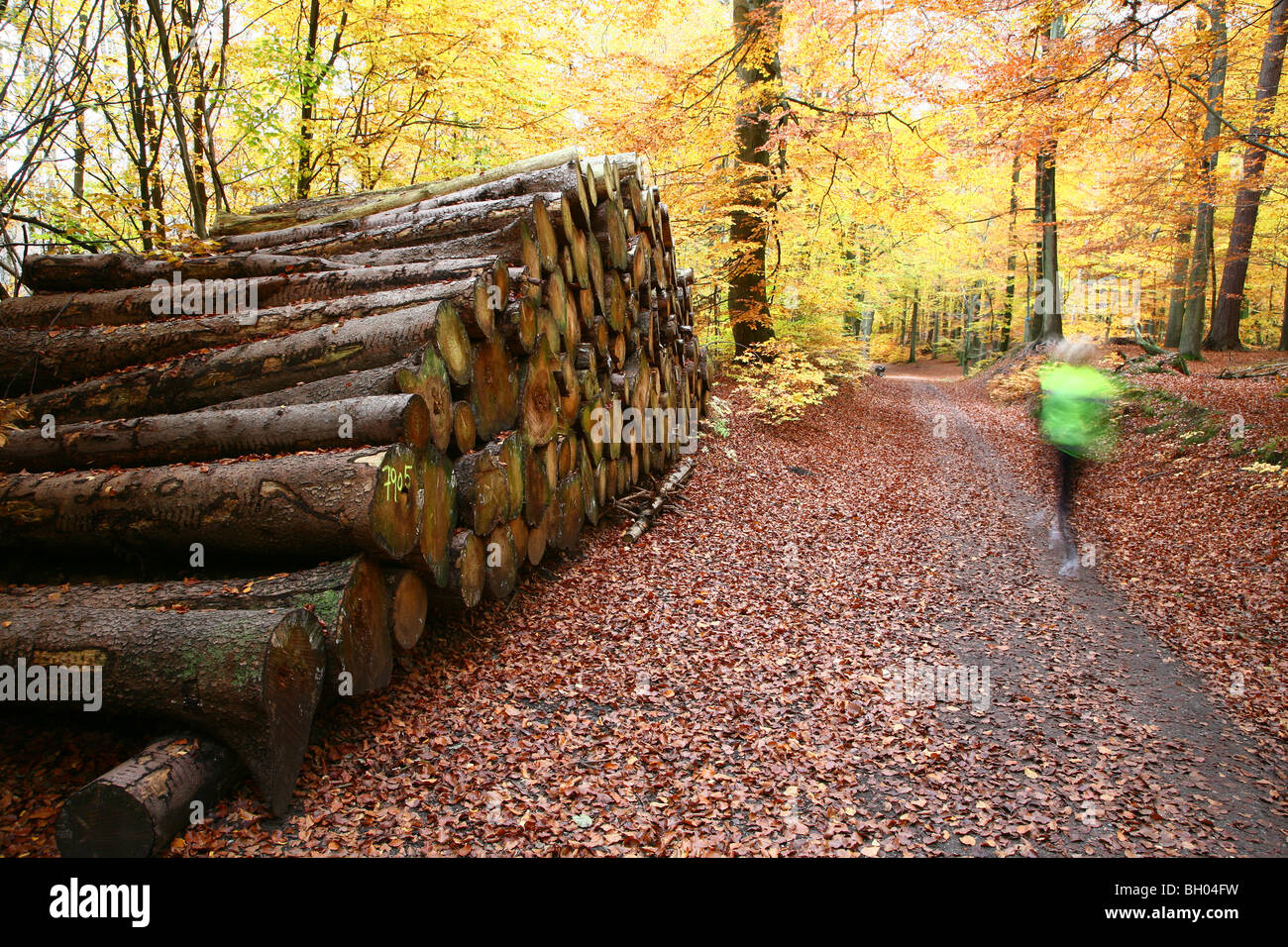 Autumn in Denmark forests Stock Photo - Alamy