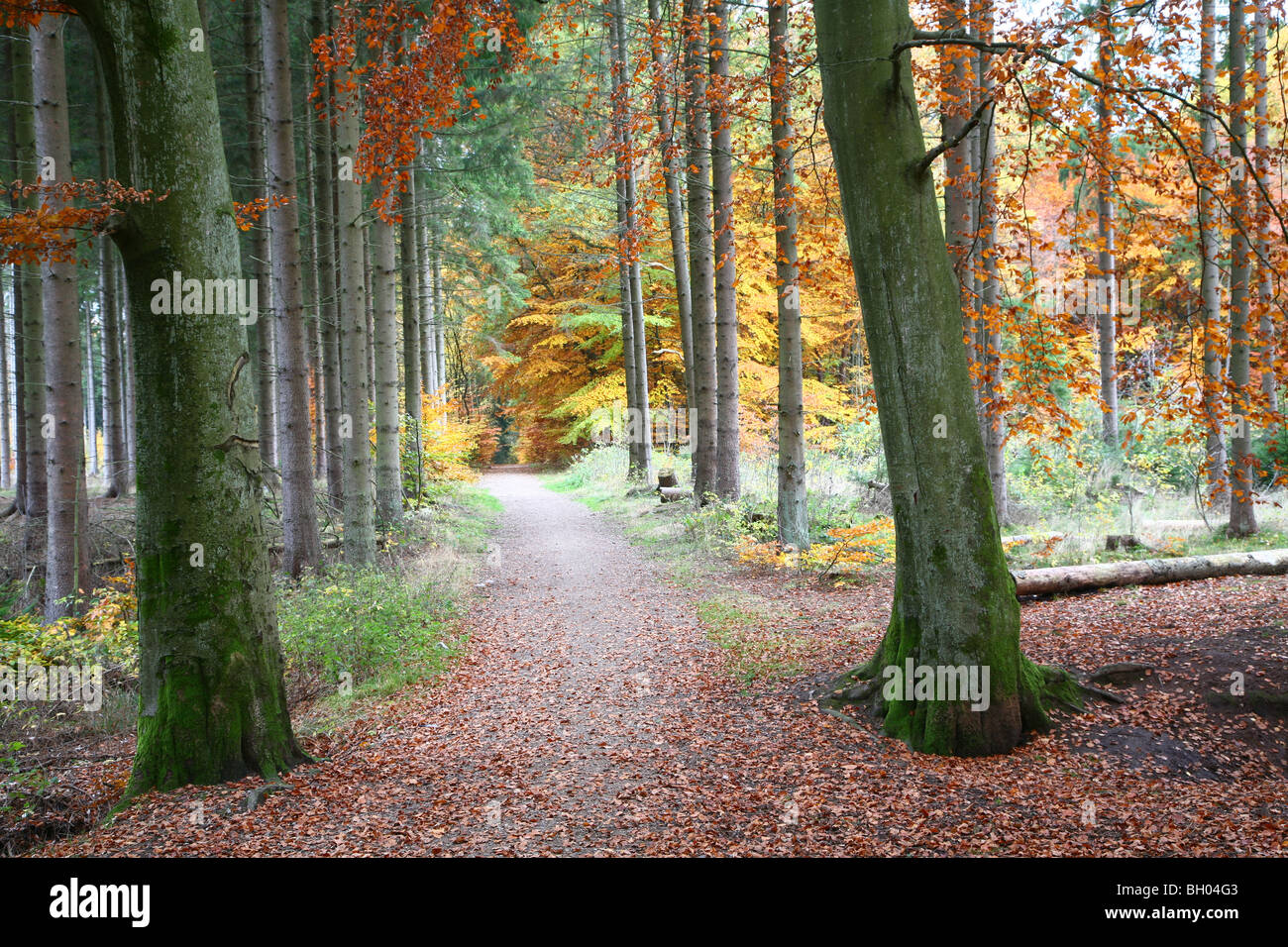Autumn in Denmark forests Stock Photo - Alamy