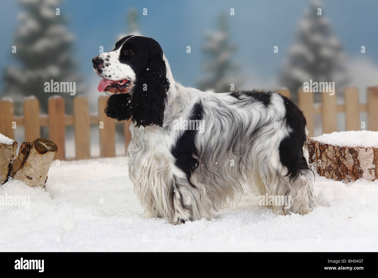 English Cocker Spaniel, black-and-white / side Stock Photo - Alamy