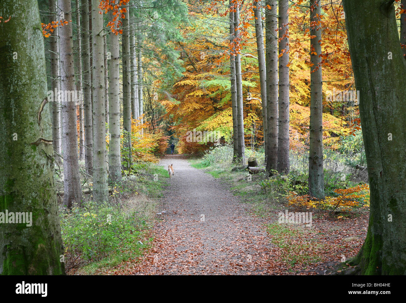 Autumn in Denmark forests Stock Photo - Alamy