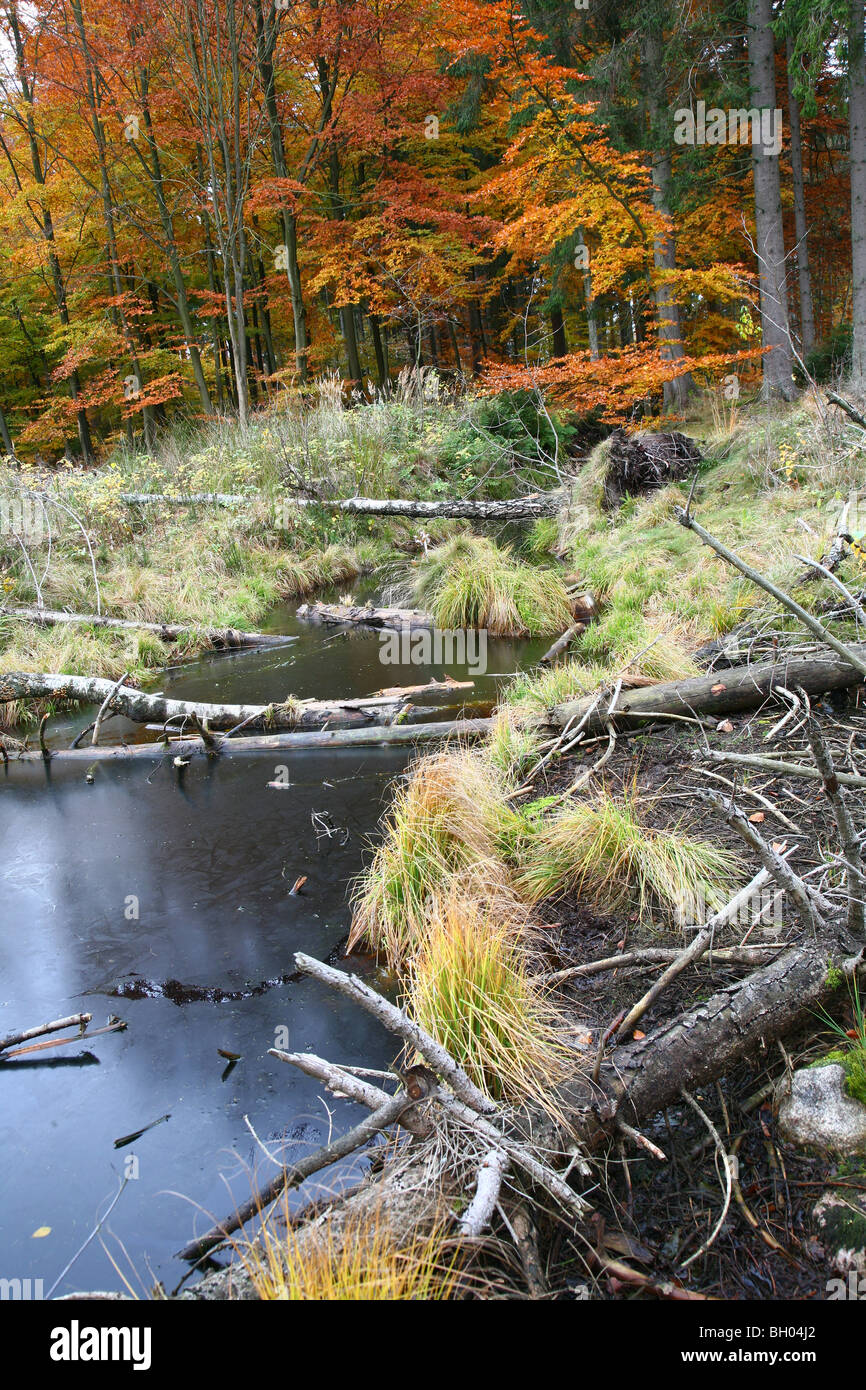 Autumn in Denmark forests Stock Photo - Alamy