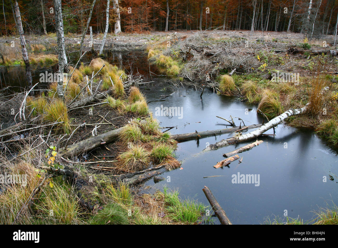 Autumn in Denmark forests Stock Photo - Alamy