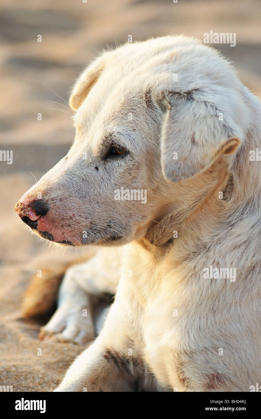 Stray dog on Nusa Dua Beach in Bali, Indonesia Stock Photo - Alamy