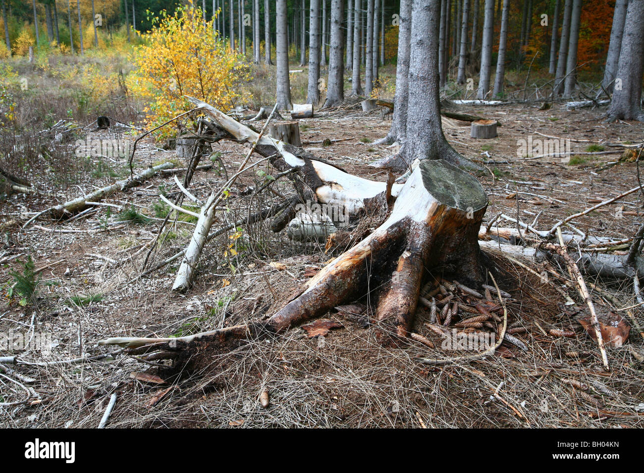 Autumn in Denmark forests Stock Photo - Alamy