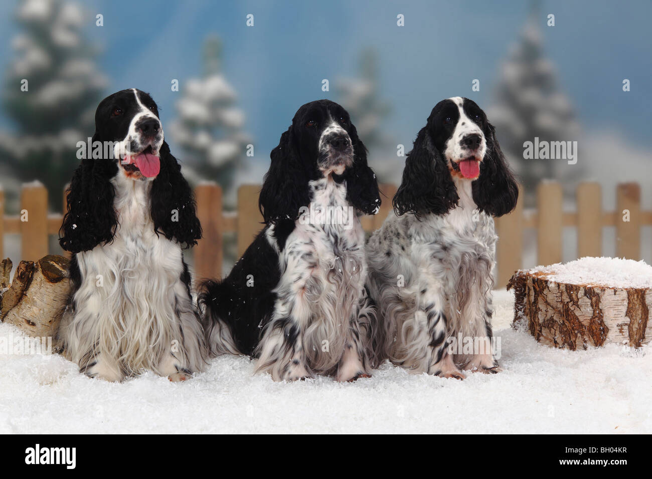 English Cocker Spaniel, black-and-white Stock Photo - Alamy