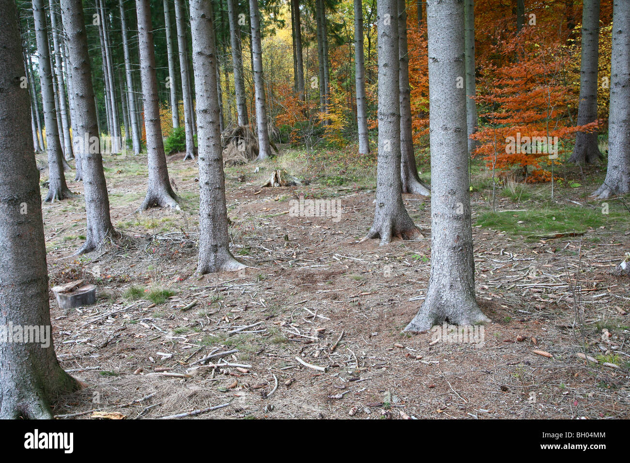 Autumn in Denmark forests Stock Photo - Alamy