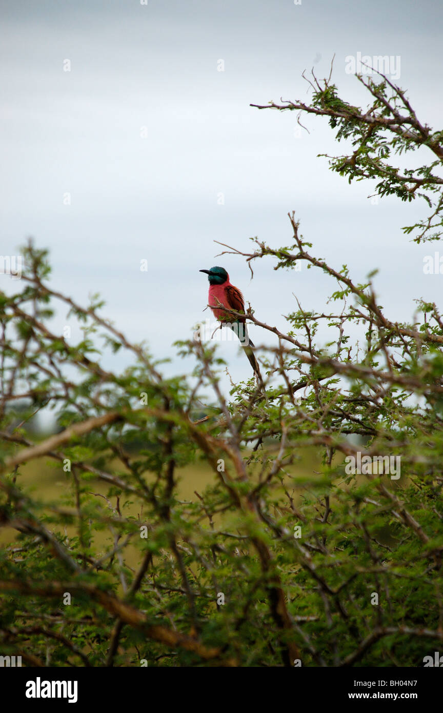 Northern Carmine bee eater bird Uganda Africa Stock Photo - Alamy