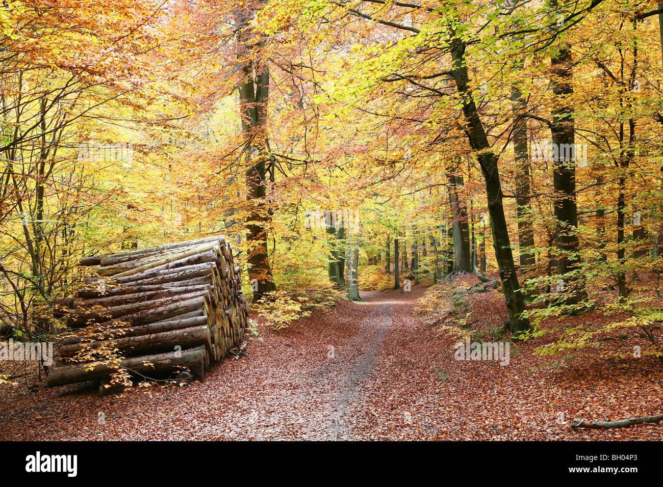 Autumn in Denmark forests Stock Photo - Alamy