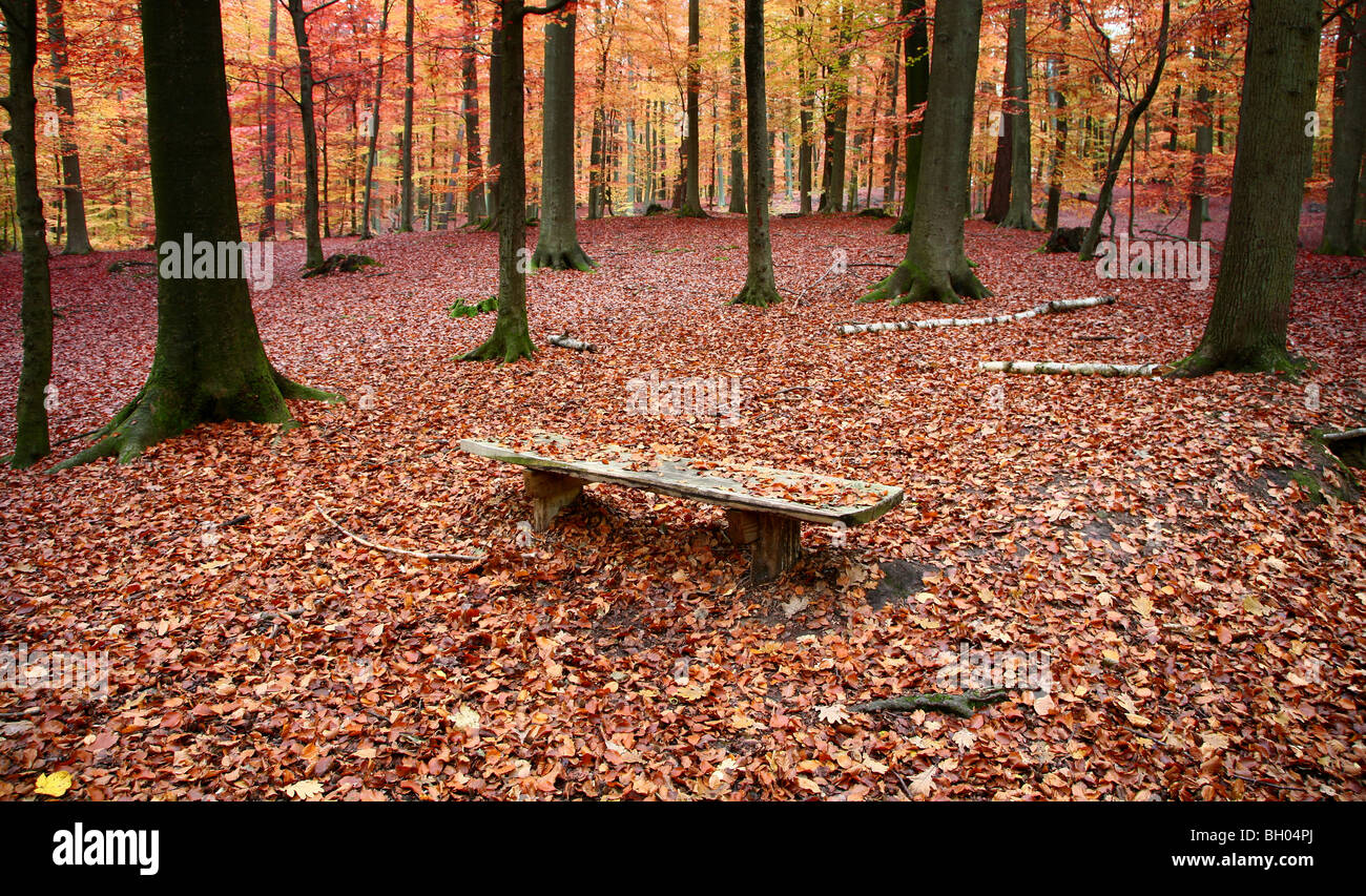 Autumn in Denmark forests Stock Photo - Alamy