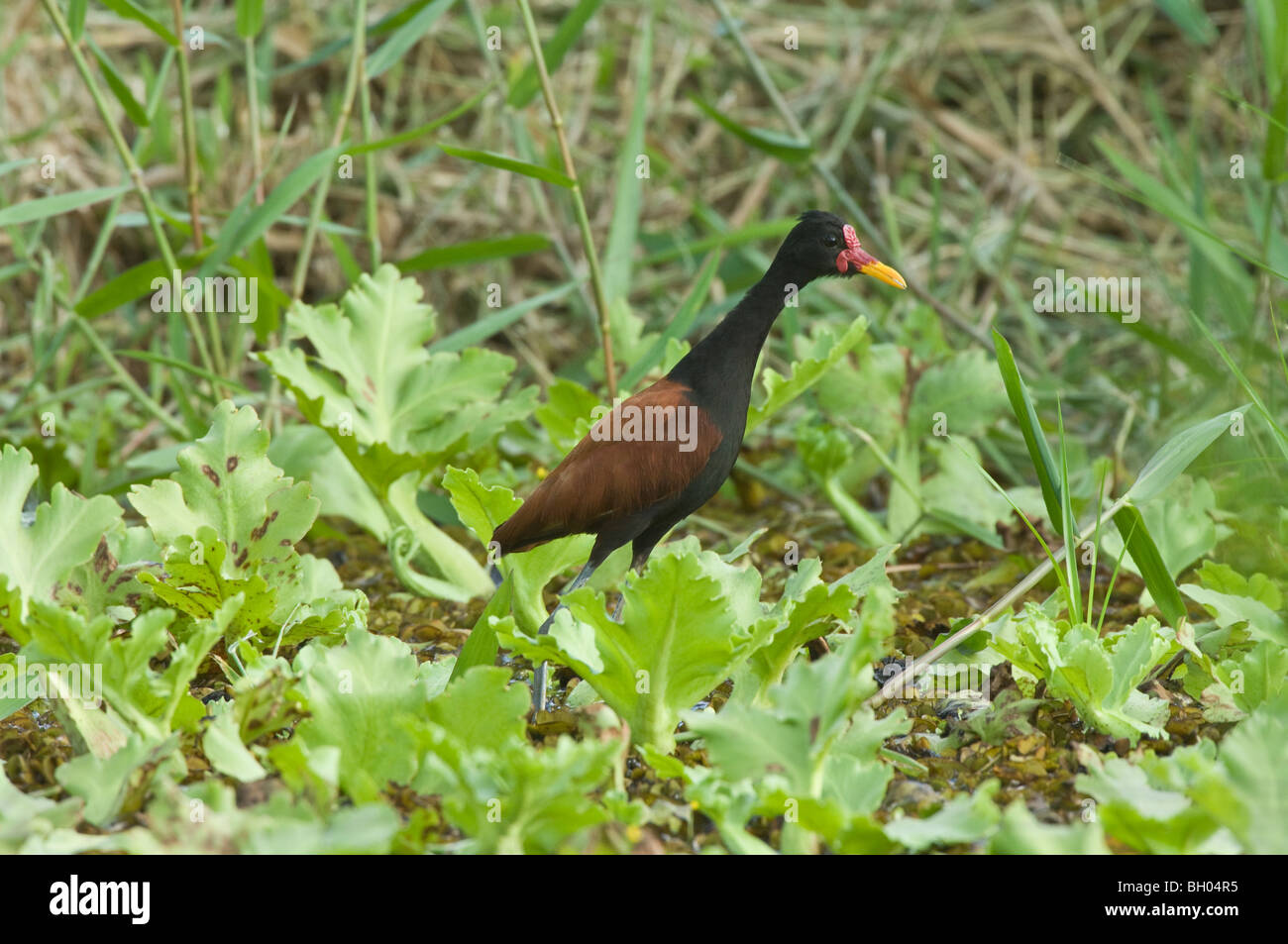 Wattled Jacana (Jacana jacana) Botanical Gardens, Georgetown, Guyana ...