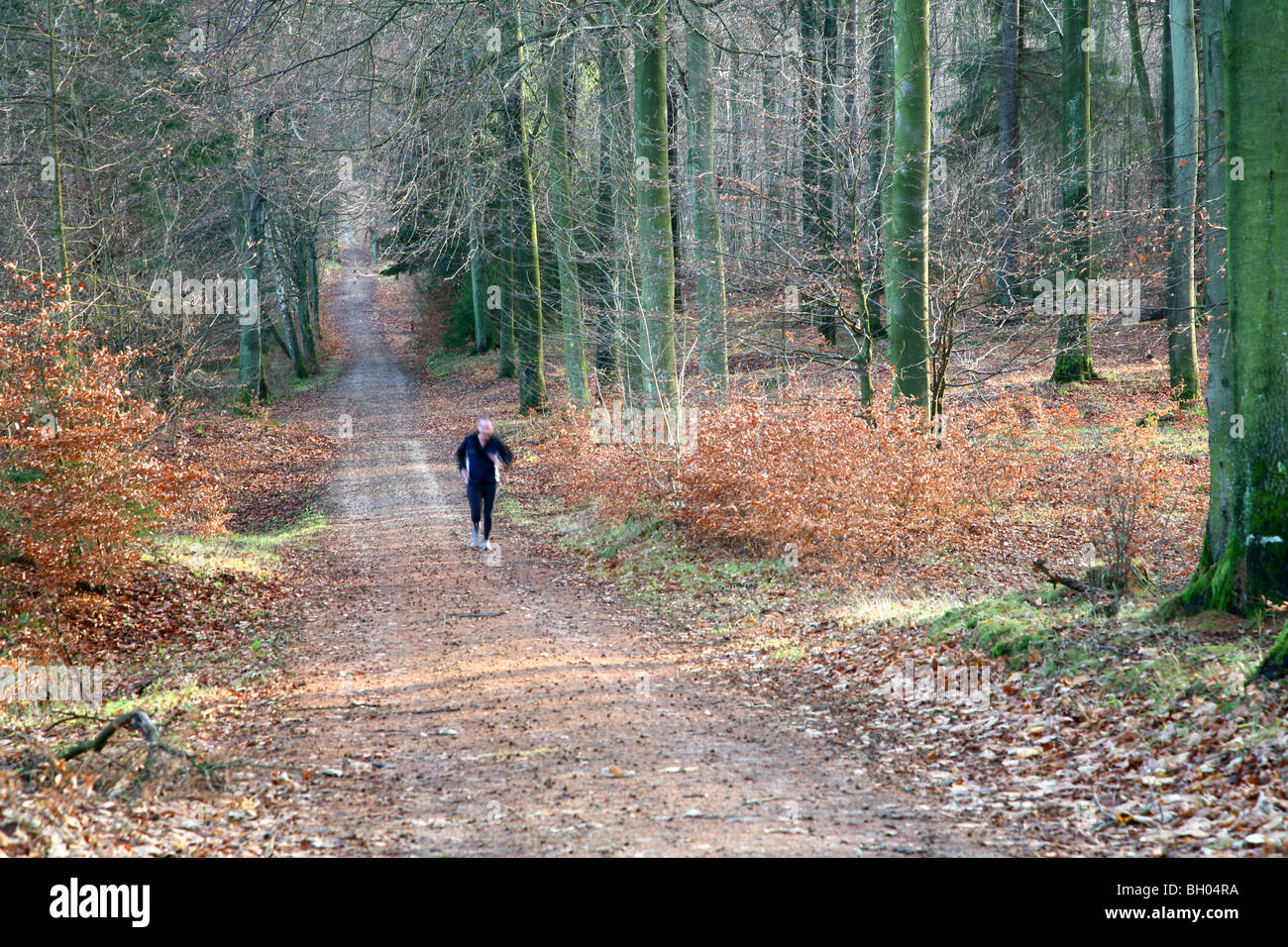 Autumn in Denmark forests Stock Photo - Alamy