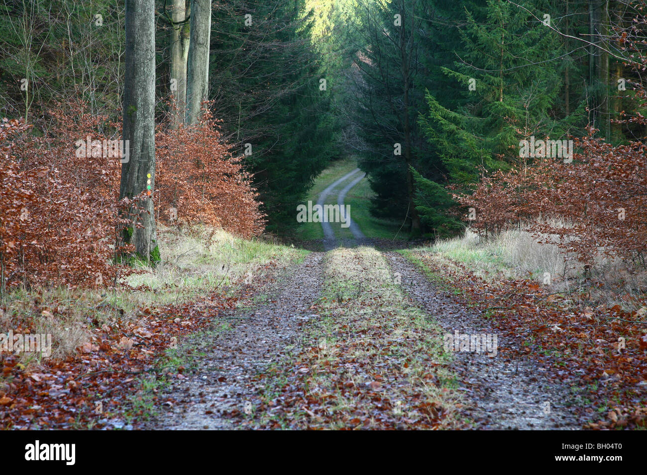 Autumn in Denmark forests Stock Photo - Alamy
