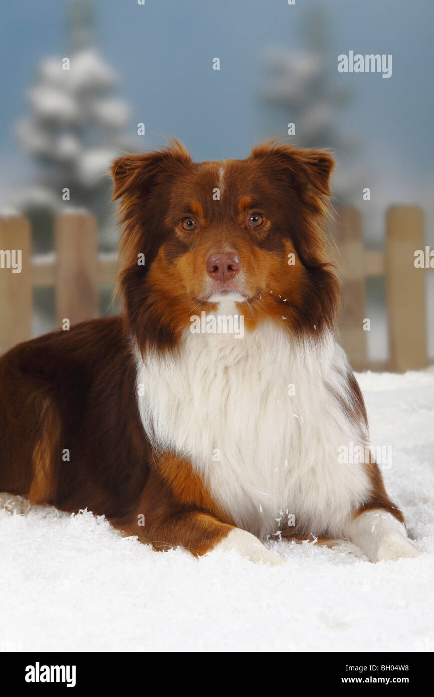 Australian Shepherd, red-tri Stock Photo - Alamy