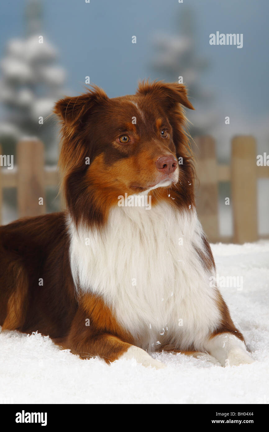 Australian Shepherd, red-tri Stock Photo - Alamy