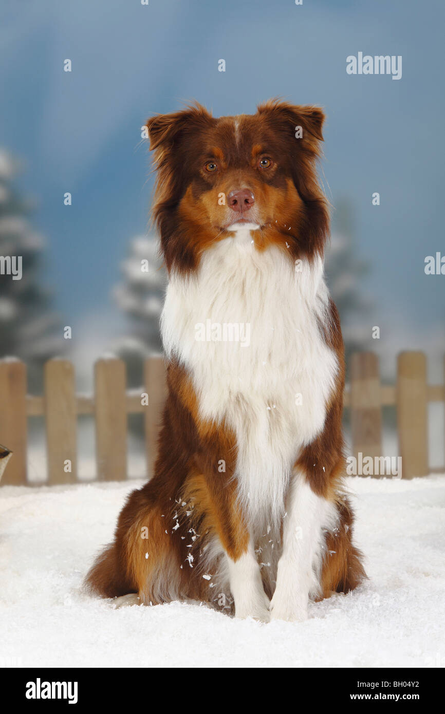 Australian Shepherd, red-tri Stock Photo - Alamy
