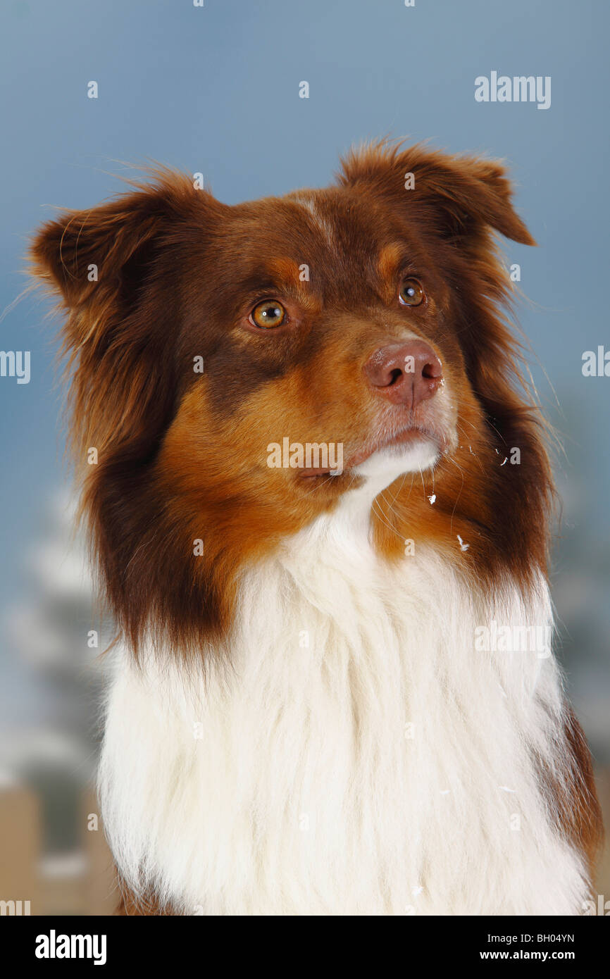 Australian Shepherd, red-tri Stock Photo - Alamy