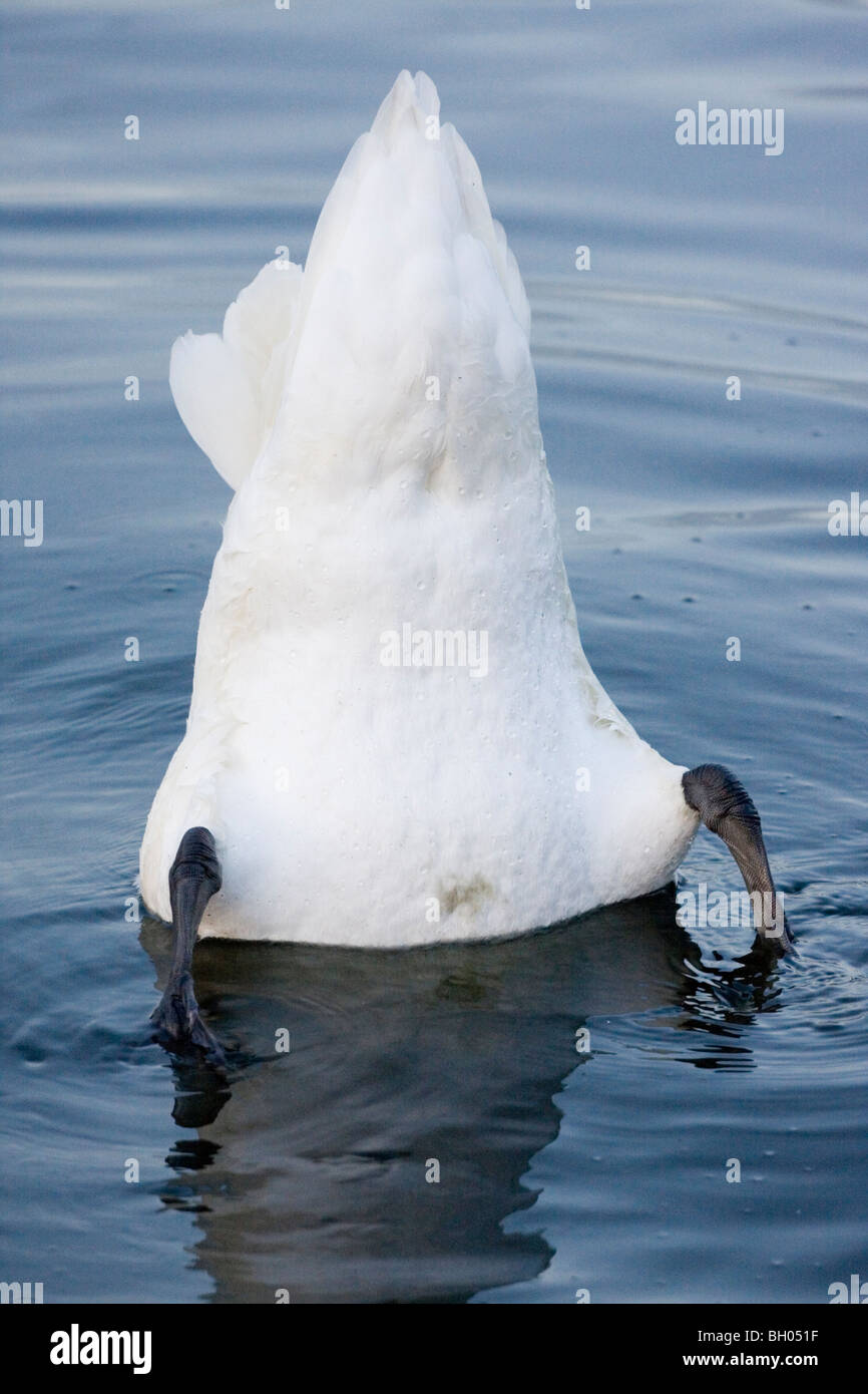 White swam in the swam hi-res stock photography and images - Alamy