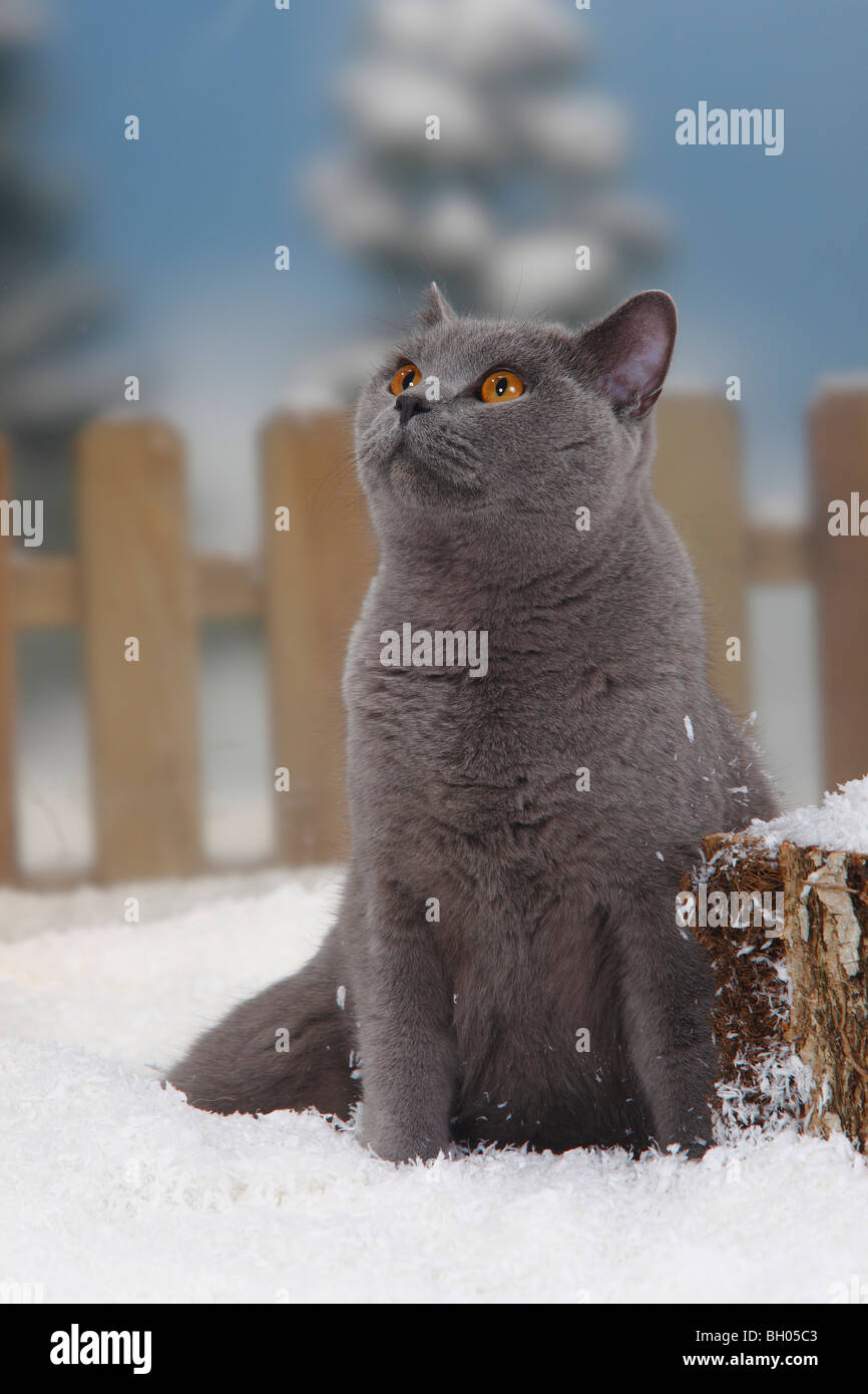 British Shorthair Cat, blue, tomcat Stock Photo - Alamy
