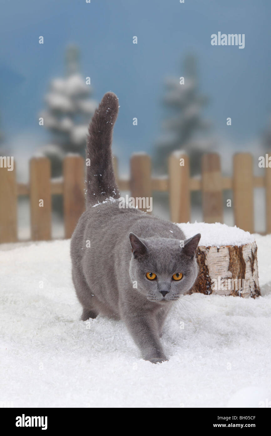 British Shorthair Cat, blue, tomcat Stock Photo - Alamy