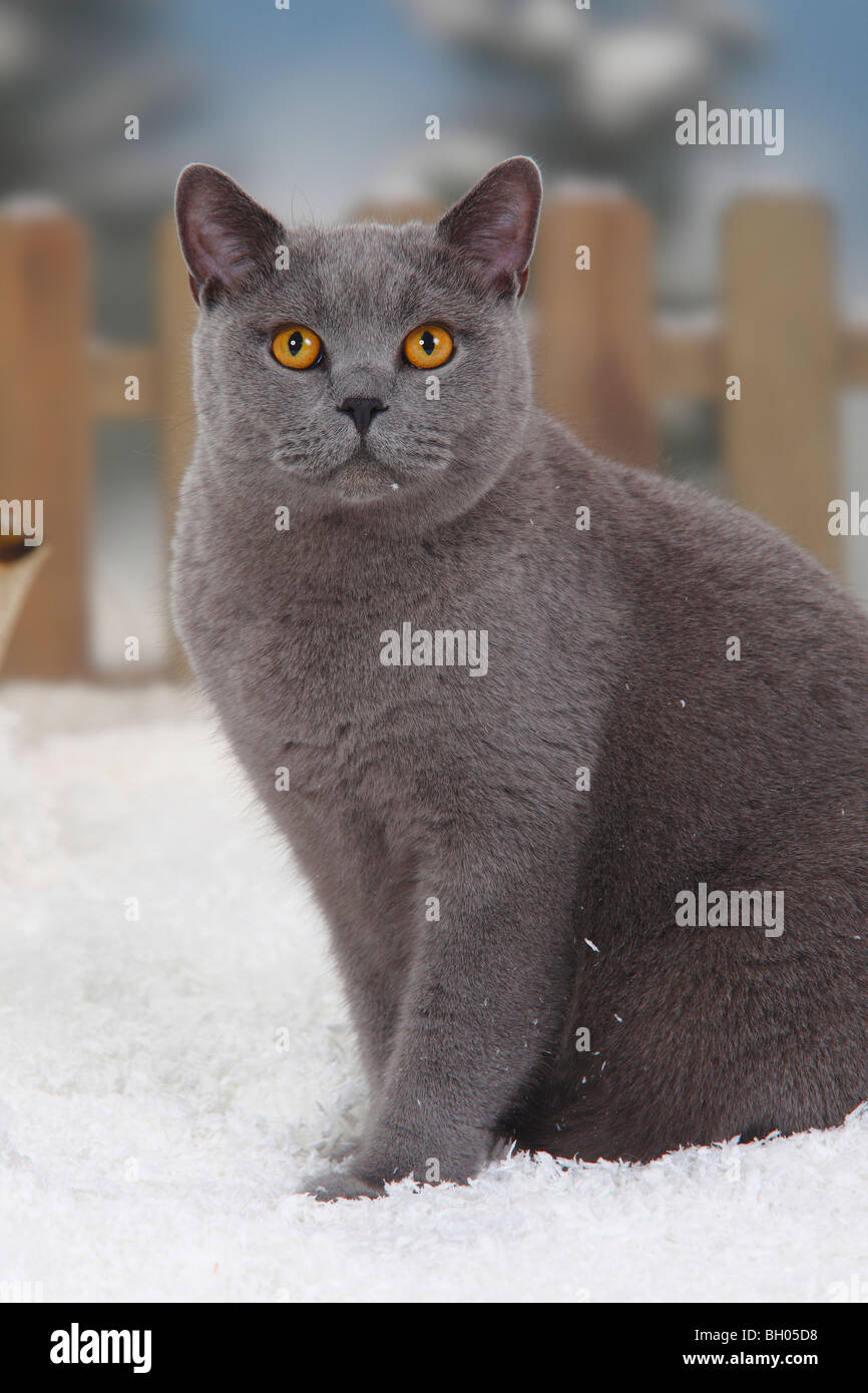 British Shorthair Cat, blue, tomcat Stock Photo - Alamy