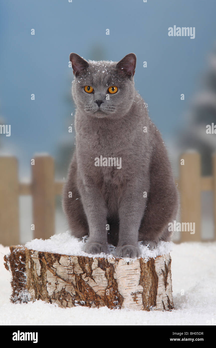 British Shorthair Cat, blue, tomcat Stock Photo - Alamy