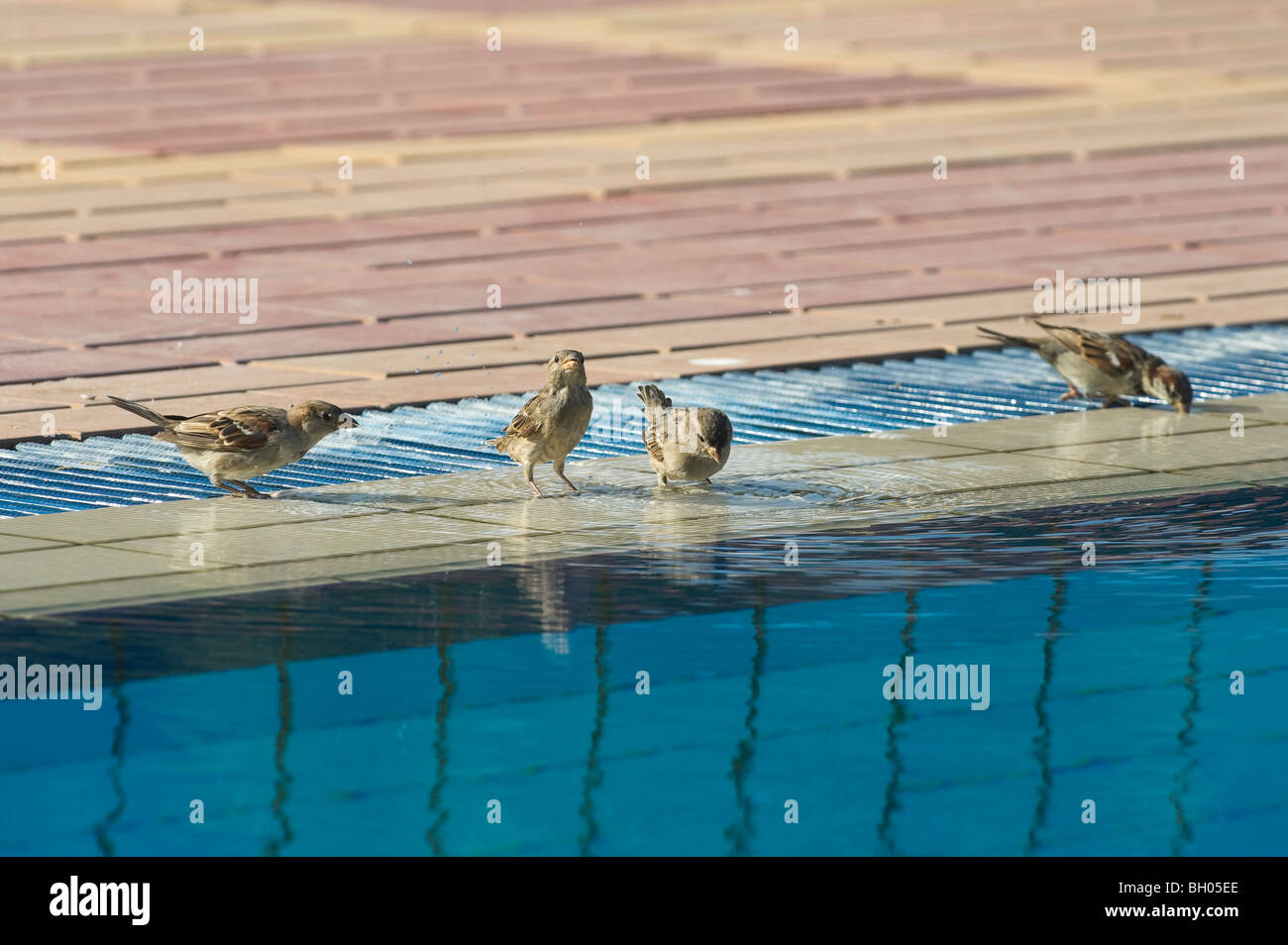 Group of sparrows hi-res stock photography and images - Alamy