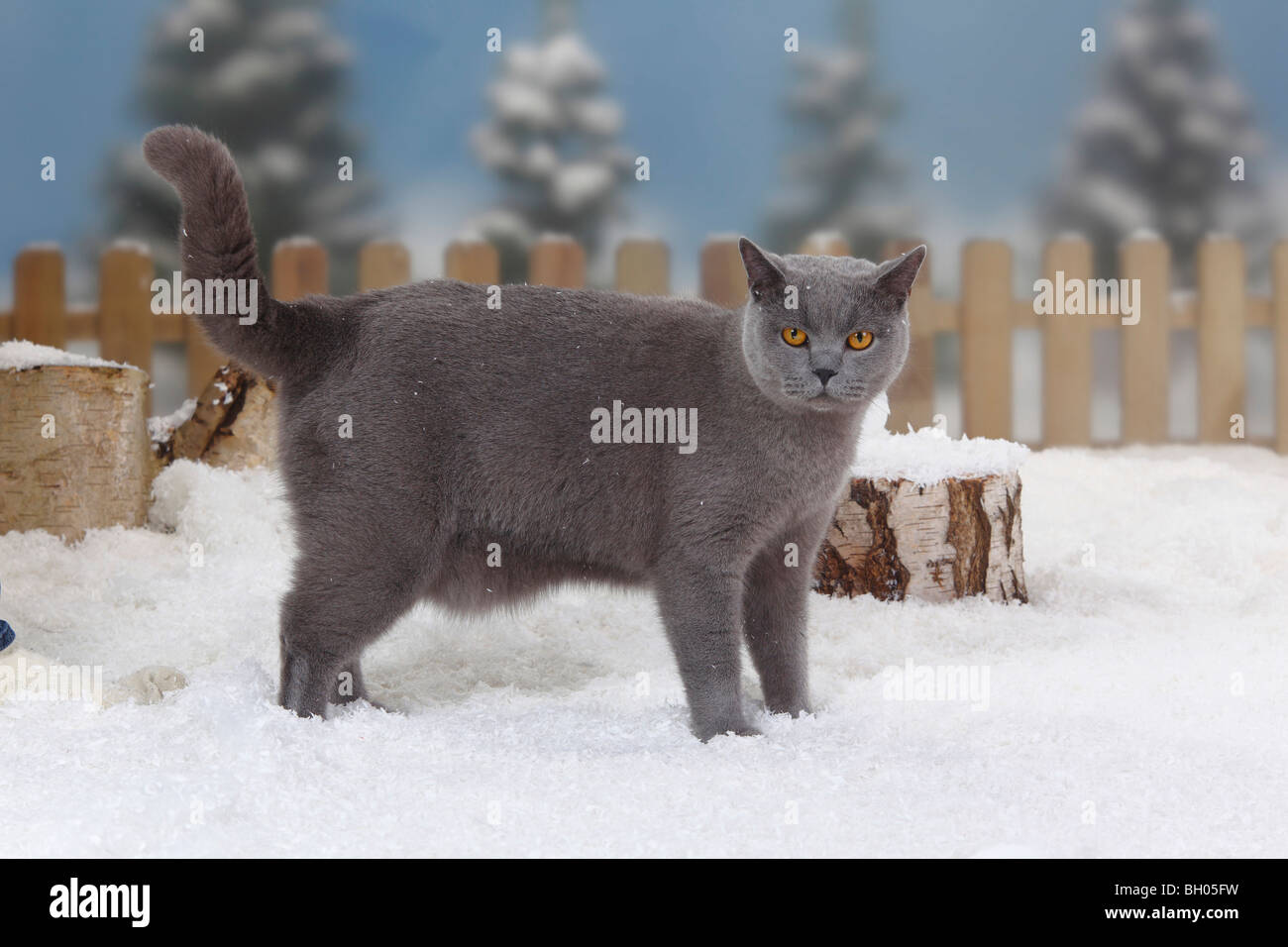 British Shorthair Cat, blue, tomcat / side Stock Photo - Alamy
