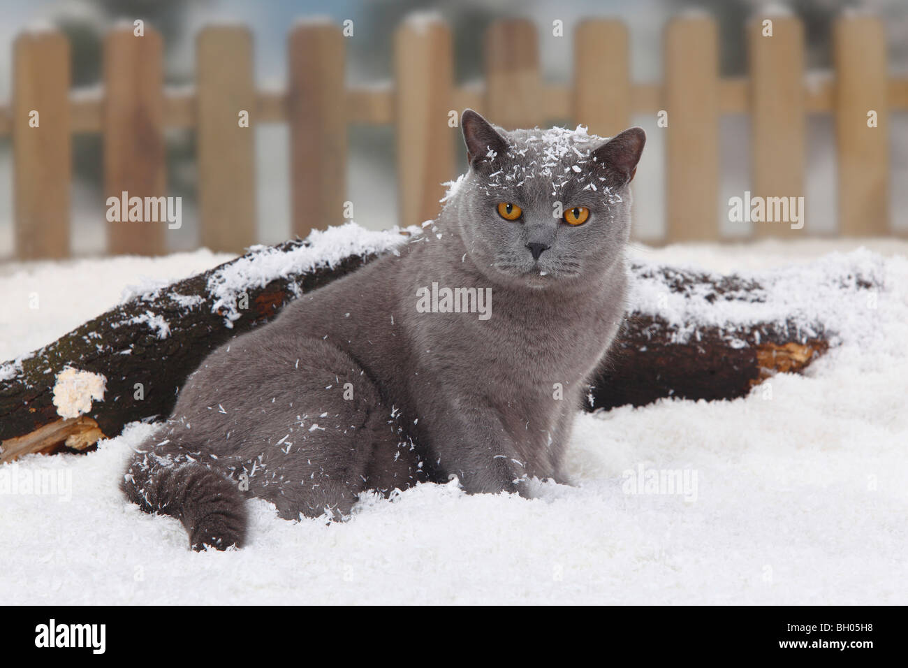 British Shorthair Cat, blue, tomcat Stock Photo - Alamy
