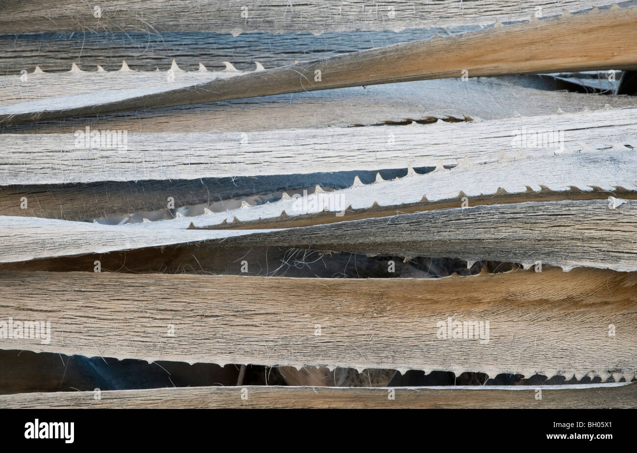 Dry fronds hi-res stock photography and images - Alamy